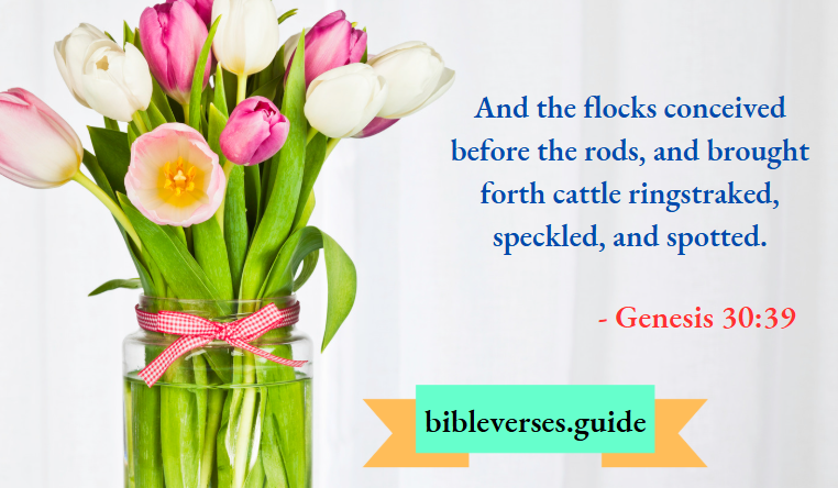 Genesis 30 Jacob’s Growing Family - Bible Verses