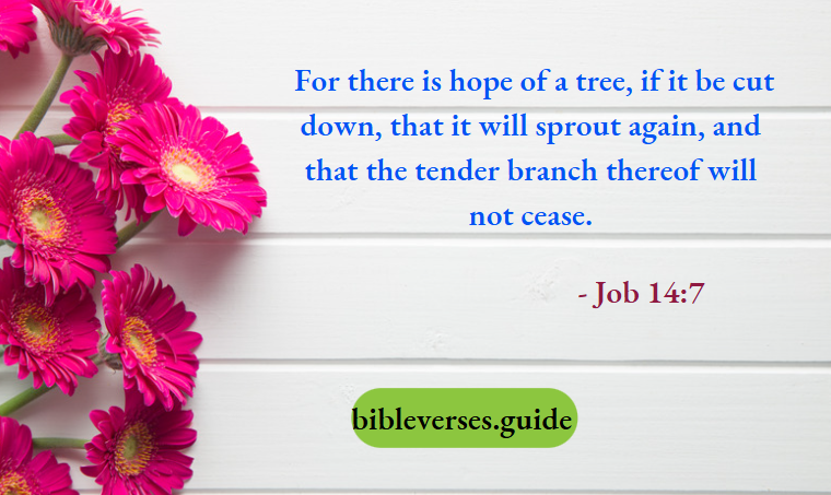 Job 14: A Prayer For Mercy In The Midst Of Suffering - Bible Verses