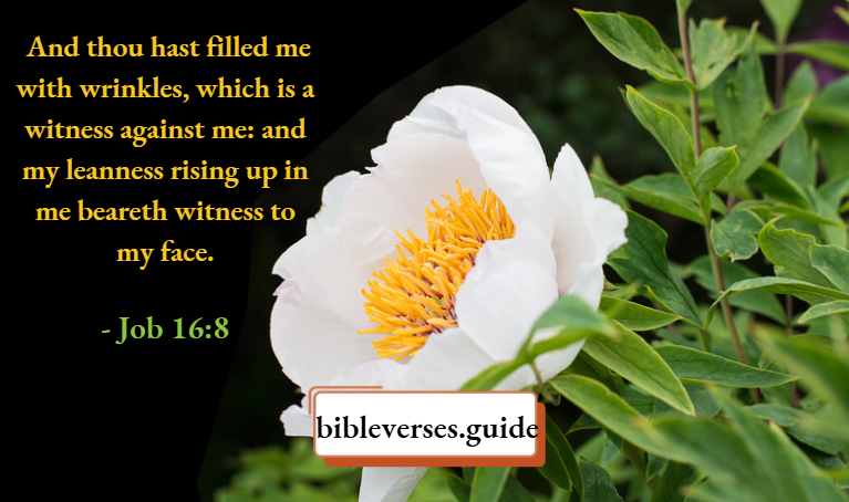 Job 16: A Call For Compassion In Times Of Pain - Bible Verses